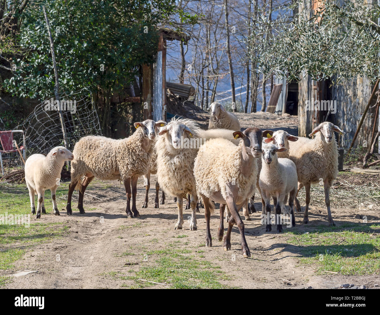 Sheep in rural setting hi-res stock photography and images - Alamy