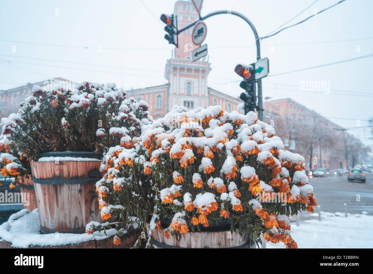 Snow on the flowers in the pot, flower pots on the streets in early ...