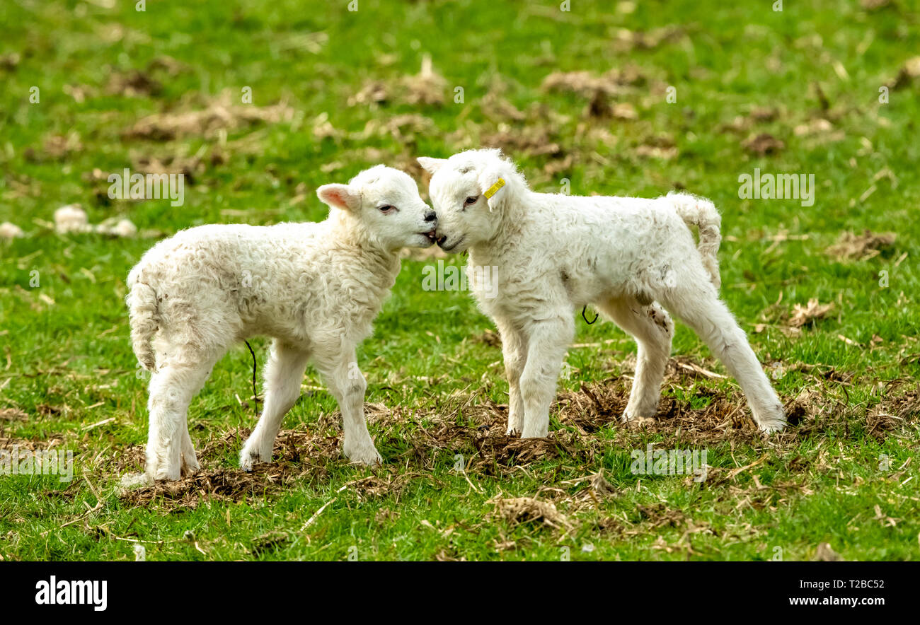 Twin lamb hi-res stock photography and images - Alamy