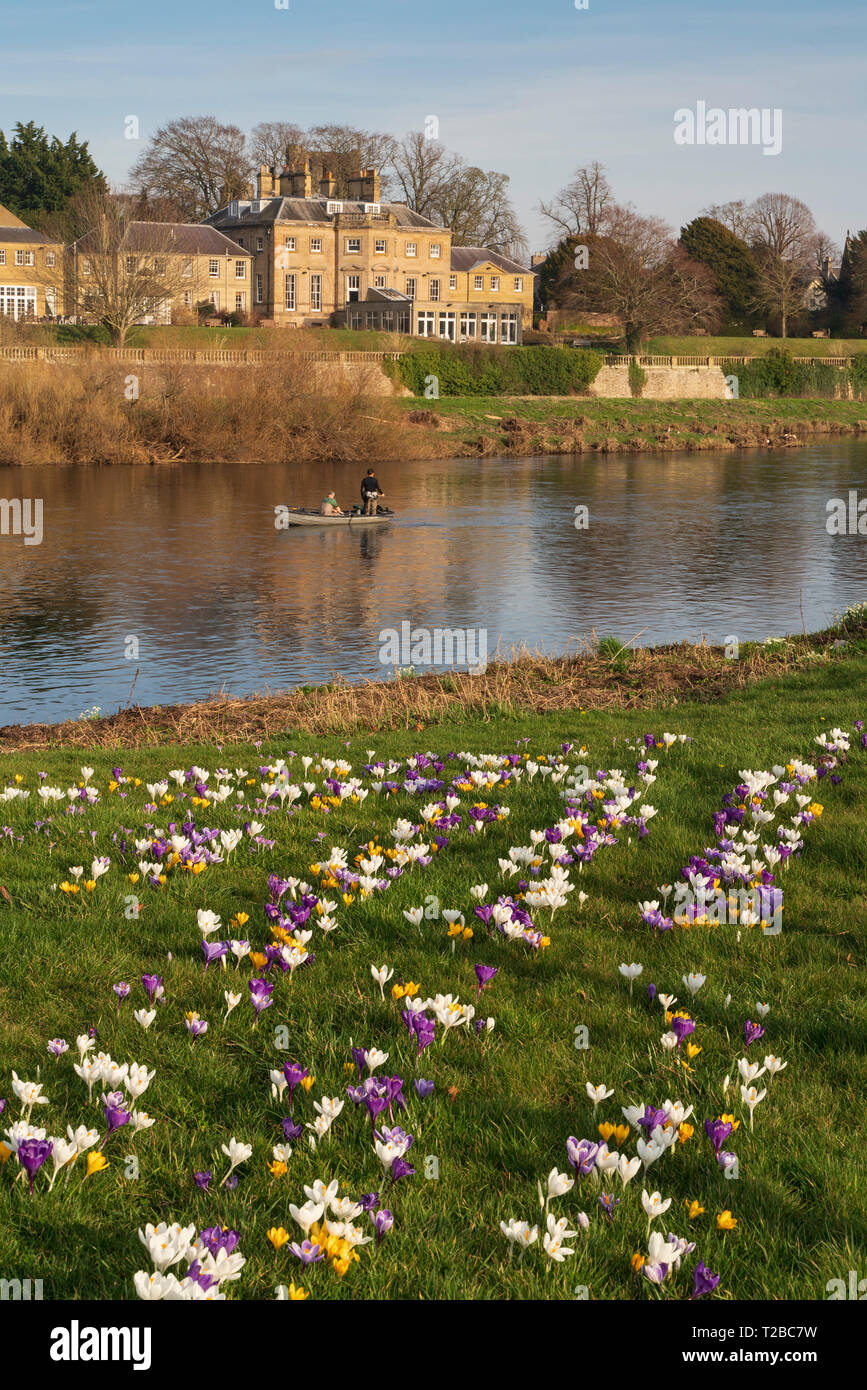 Late February in Kelso, Scottish Borders, UK - crocus flowers on the ...