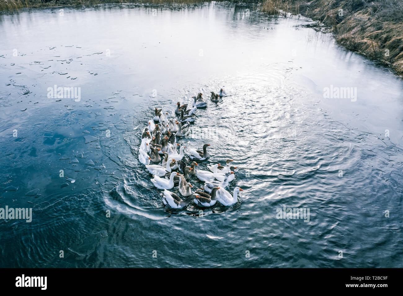 Geese in water, swim on the river, sunny day. View from above Stock ...
