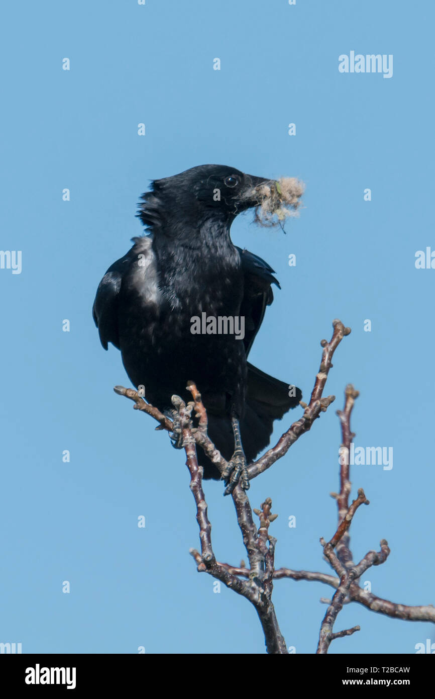 Raven with nesting material in its beak sits on a branch against a blue ...