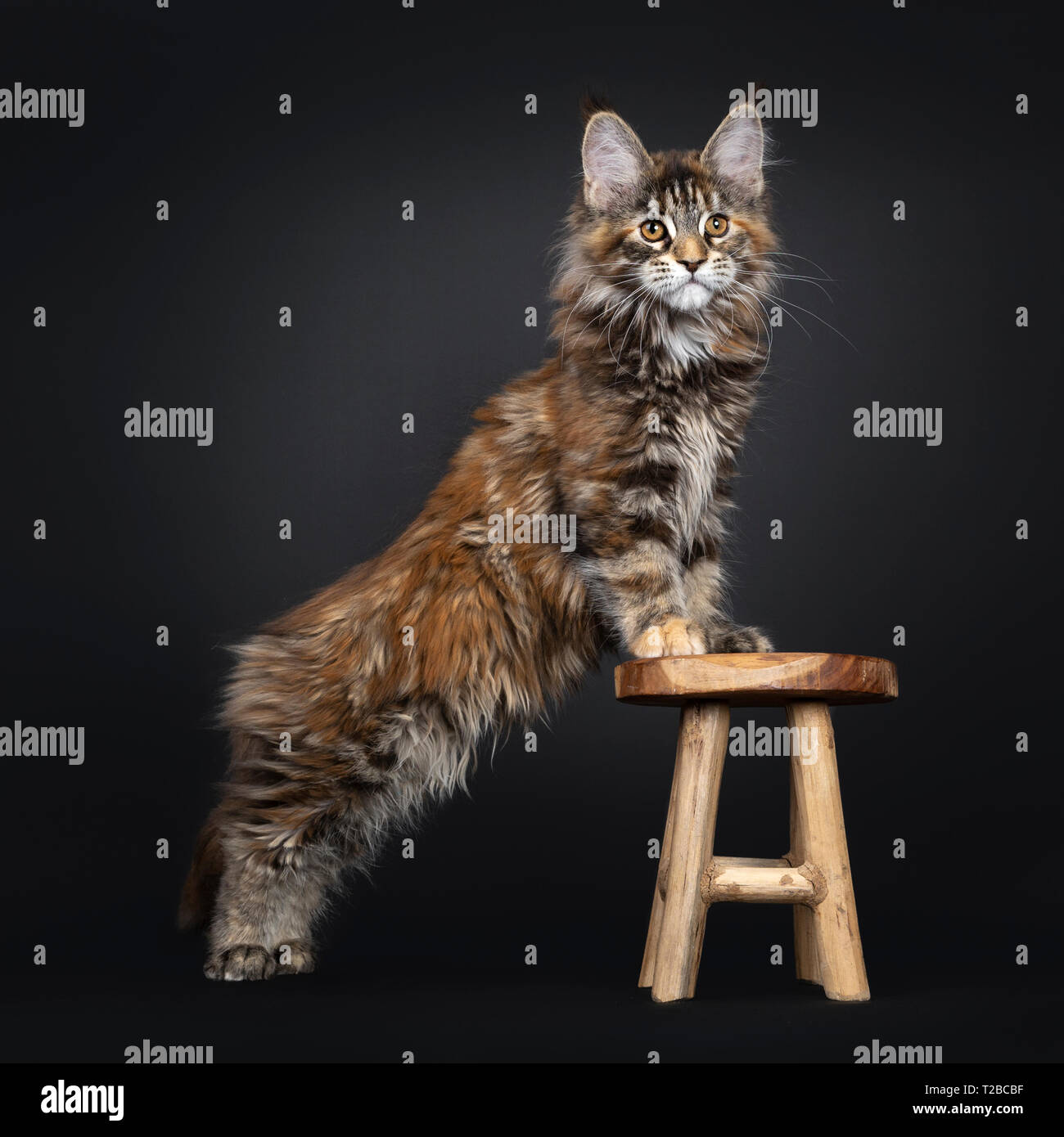 Majestic tortie Maine Coon cat kitten standing side ways with front ...