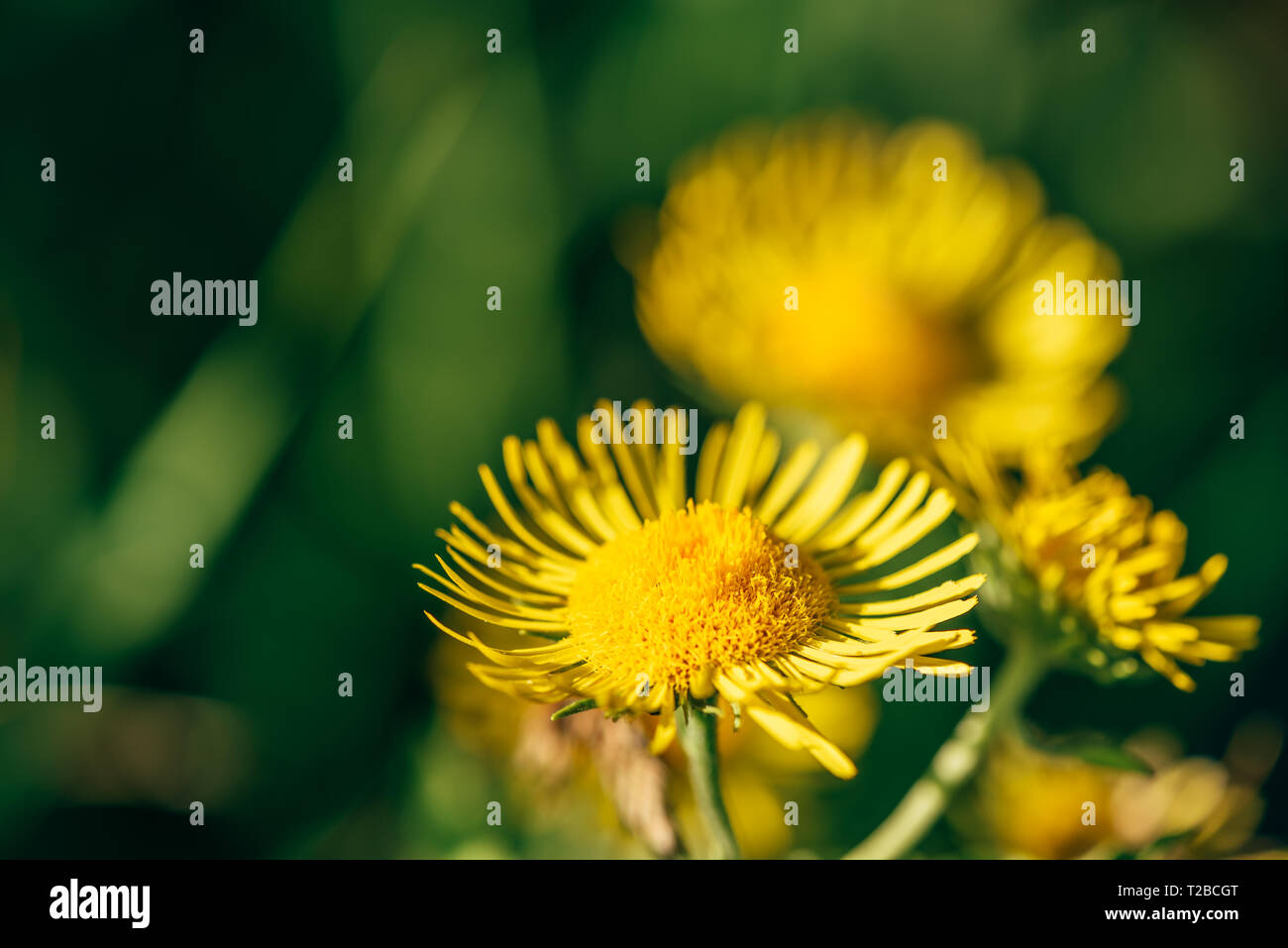 Beautiful yellow flowers on blurred background. Selective focus Stock ...
