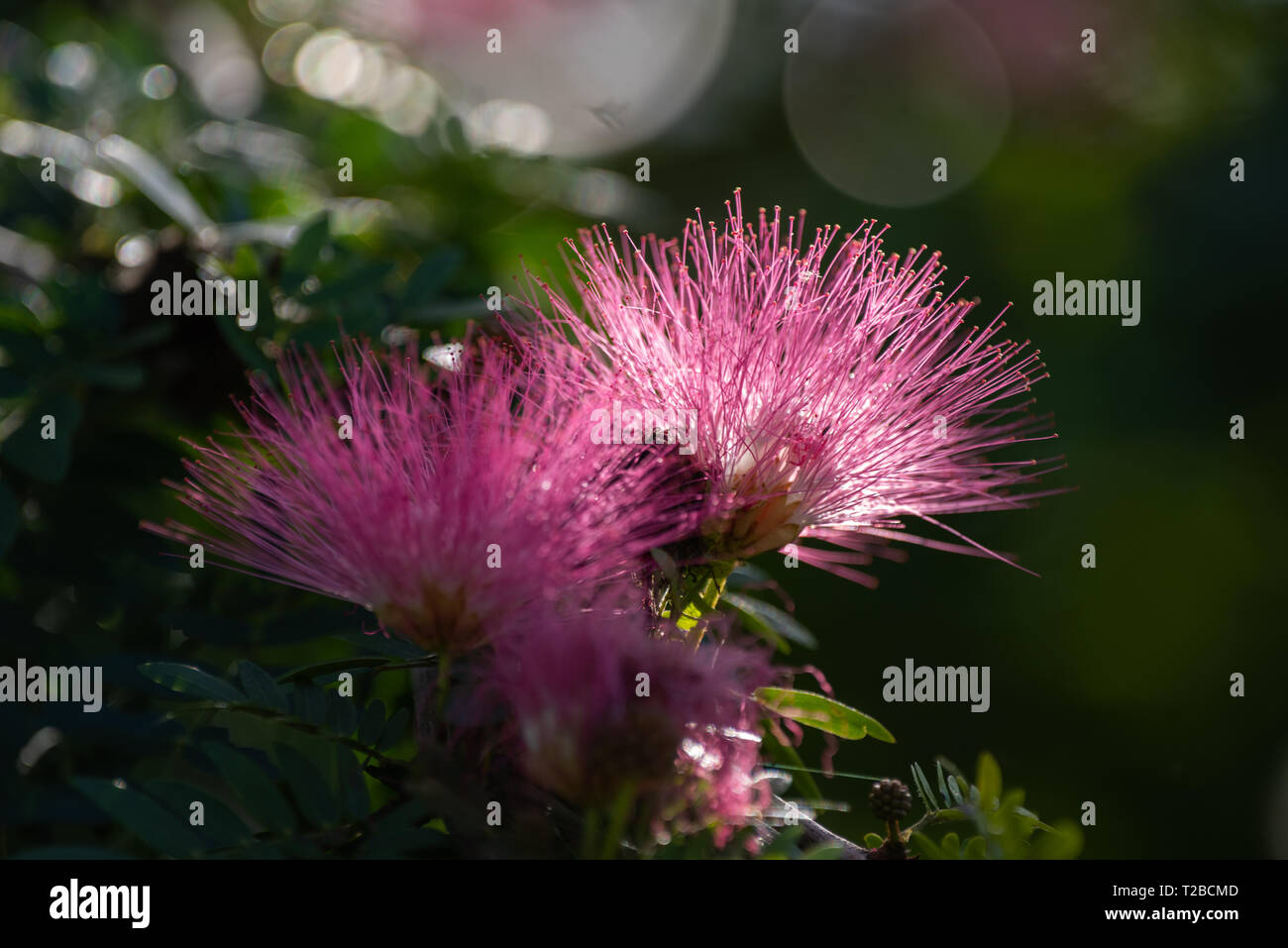 Powderpuff tree hi-res stock photography and images - Alamy