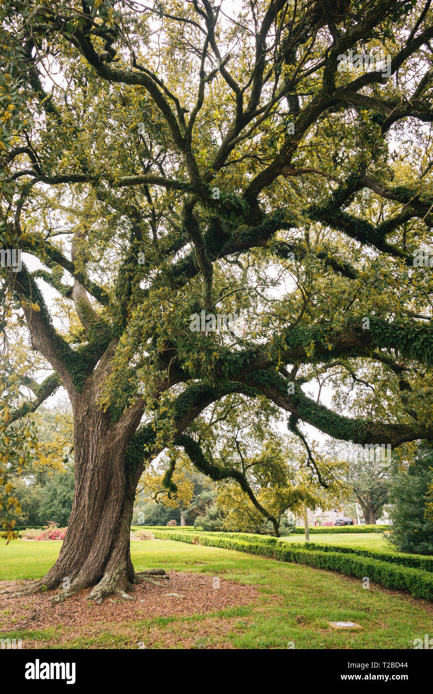 A tree in Baton Rouge, Louisiana Stock Photo - Alamy