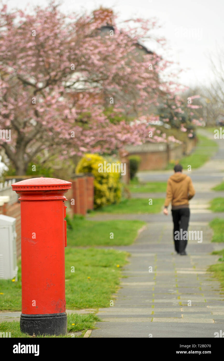 Post box on flagged pathway with cherry blossom in flower Stock Photo ...