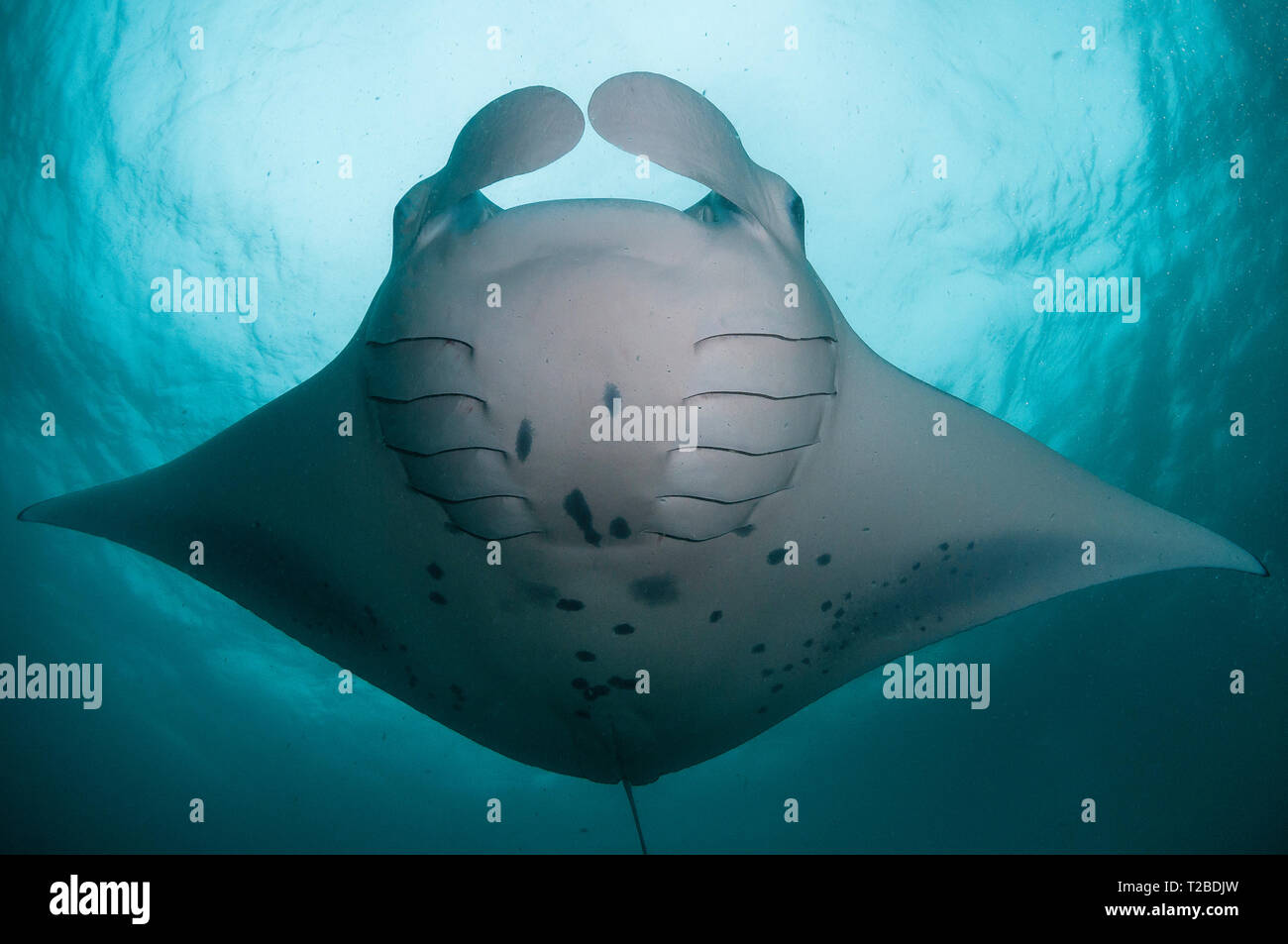 Manta ray feeding on copepods in the Hanifaru Bay area, Maldives Stock ...