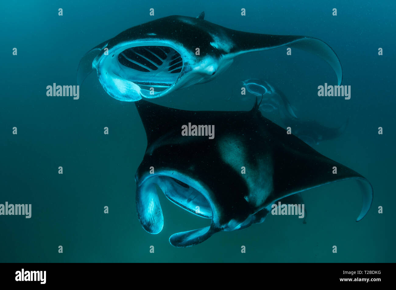 Manta rays feeding on plankton in the Hanifaru Bay area, Maldives Stock ...