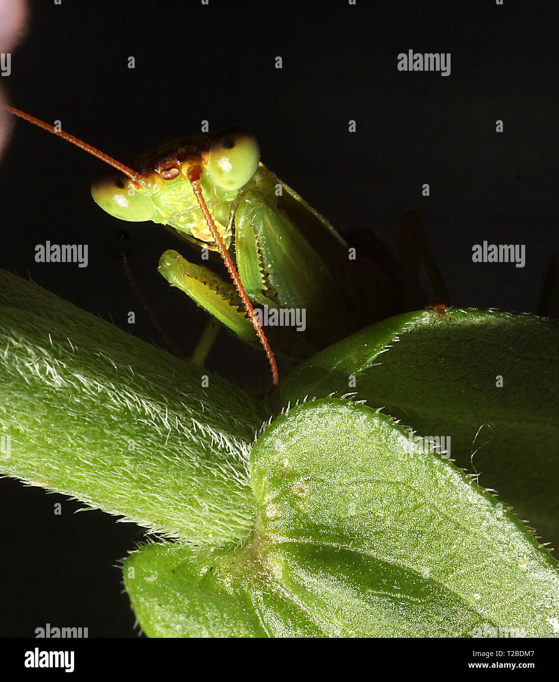 New zealand preying mantis hi-res stock photography and images - Alamy