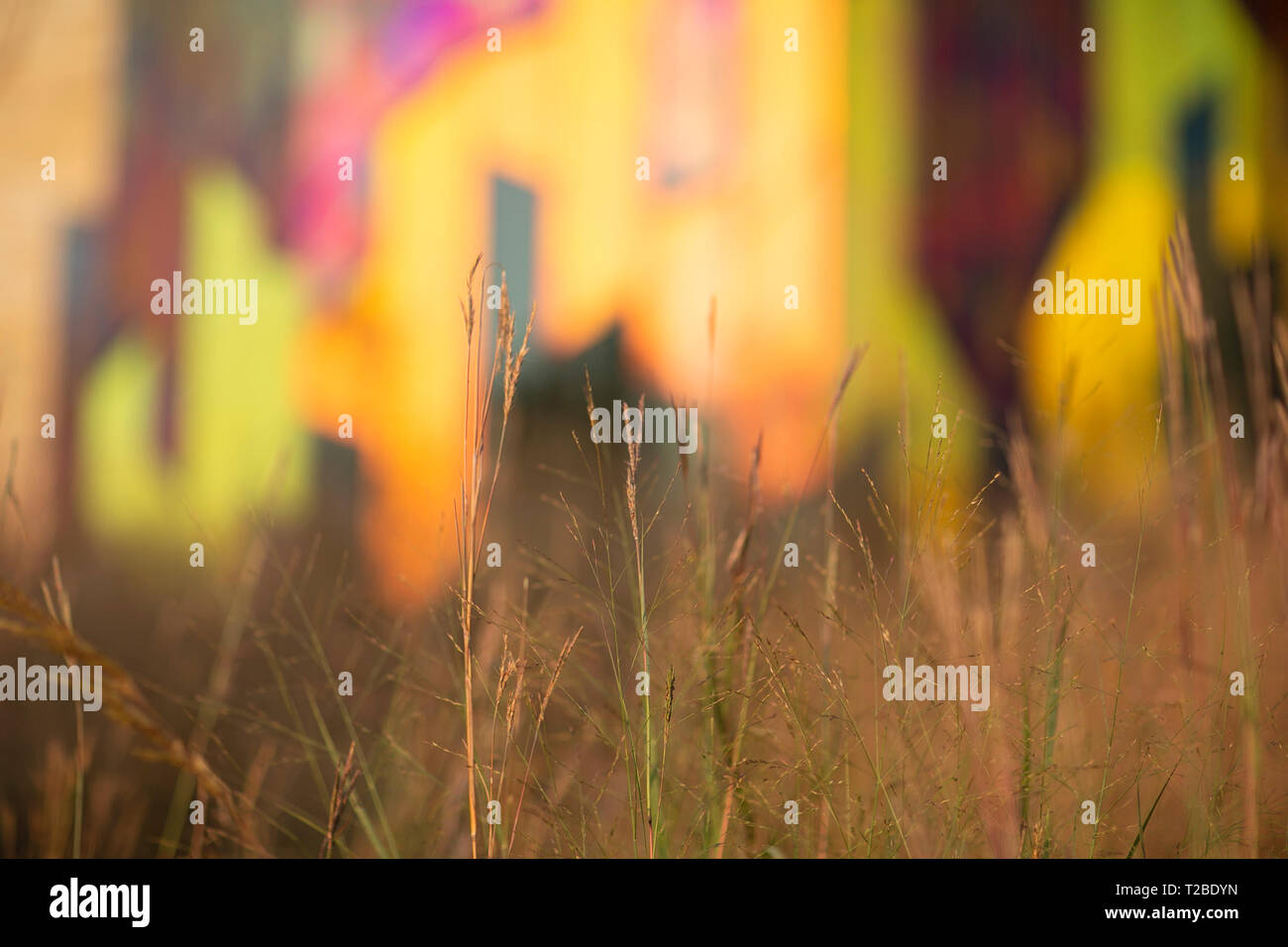 Colorful glass background with prairie grass foreground Stock Photo - Alamy