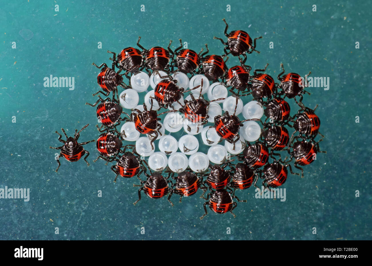 Macro Photography of Little Insects with Egg Cases on Green Wall Stock ...