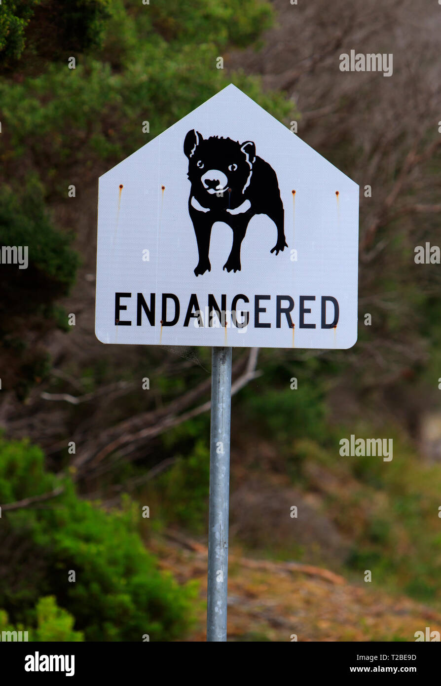 Endangered Tasmanian Devil warning sign along a Tasmanian road where ...