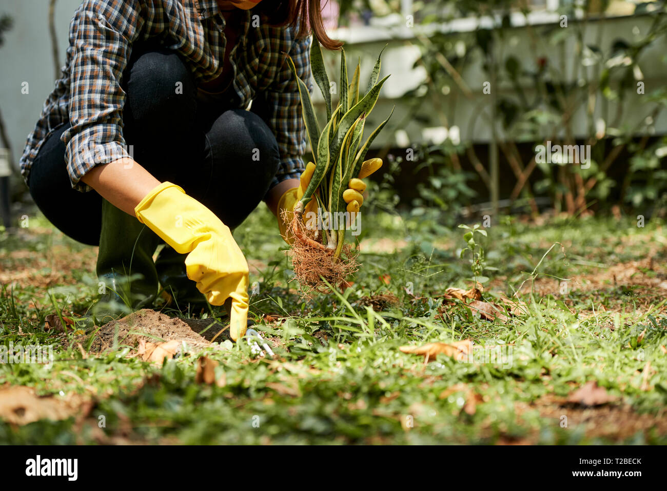 Sansevieria woman hi-res stock photography and images - Alamy
