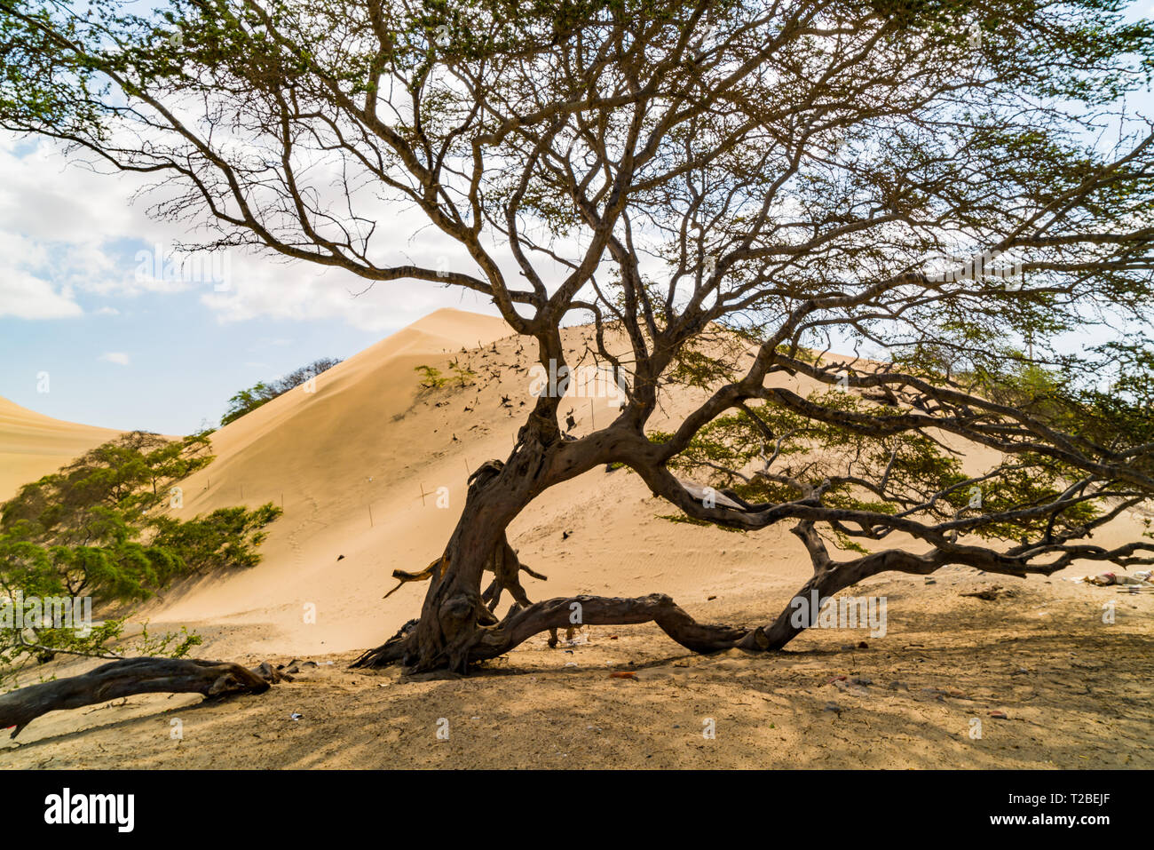 Peruvian desert hi-res stock photography and images - Alamy