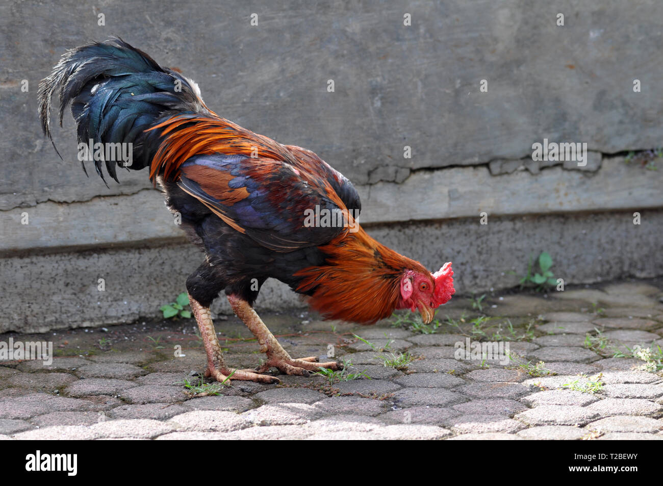 Rooster Image Stock Stock Photo - Alamy