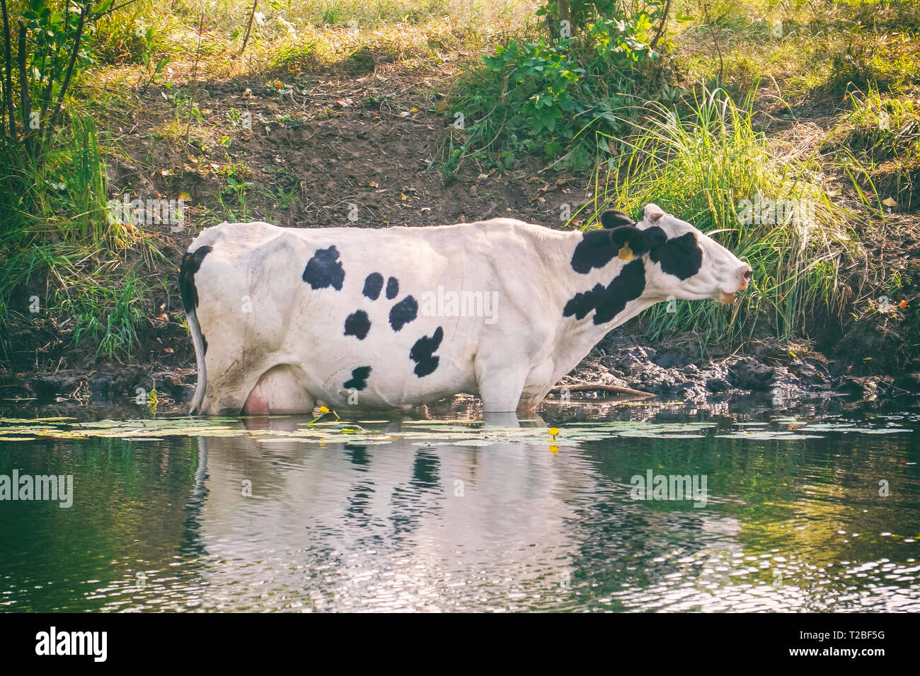 Cow eating from a bush hi-res stock photography and images - Alamy