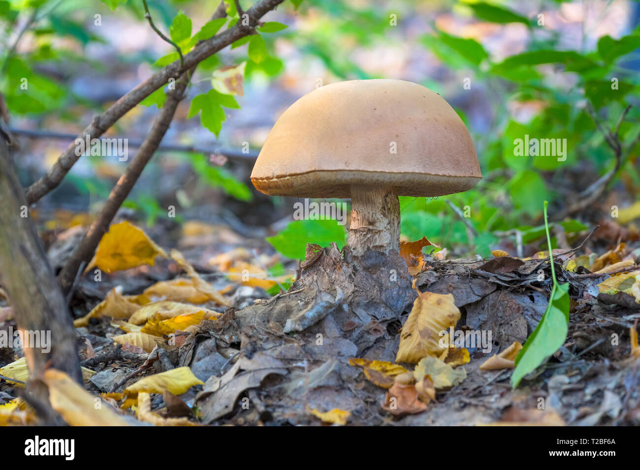 Mushroom boletus in the forest in the old foliage. Soft focus Stock ...