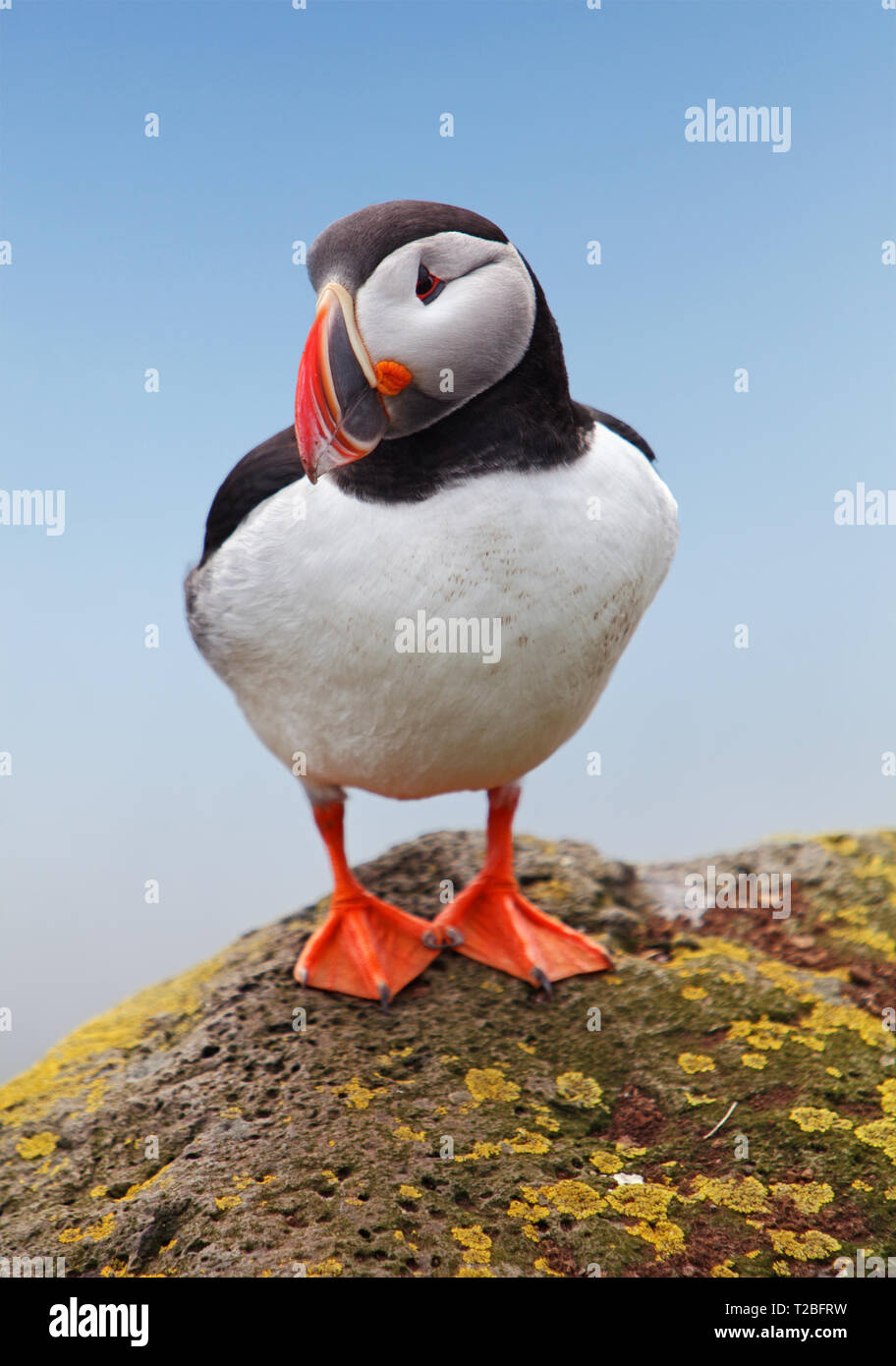 Puffin bird hi-res stock photography and images - Alamy