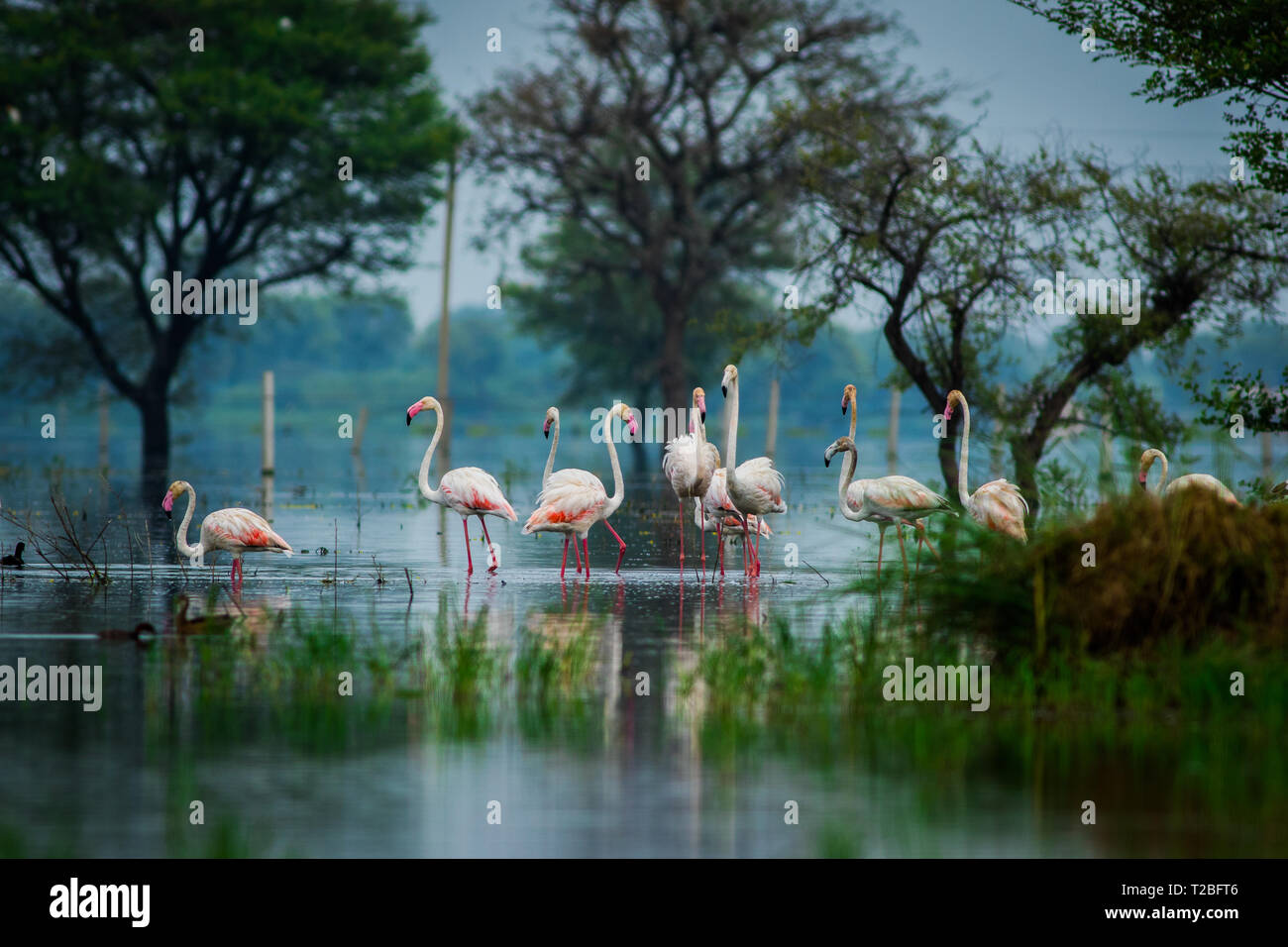 Greater flamingo flock in a natural habitat in early morning hour ...