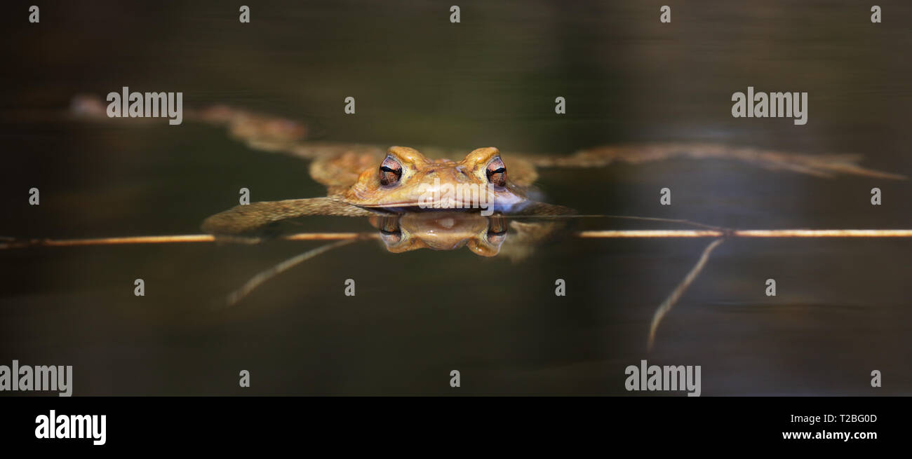 Frog toad green hi-res stock photography and images - Alamy