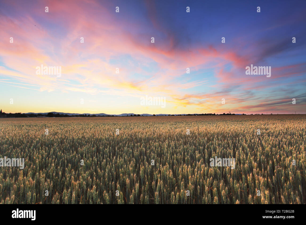 Dramatic sunset over wheat field Stock Photo - Alamy