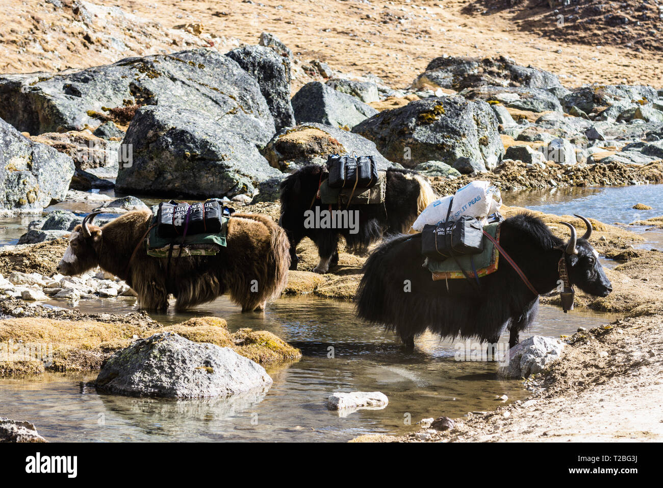 Yak carrying load hi-res stock photography and images - Alamy