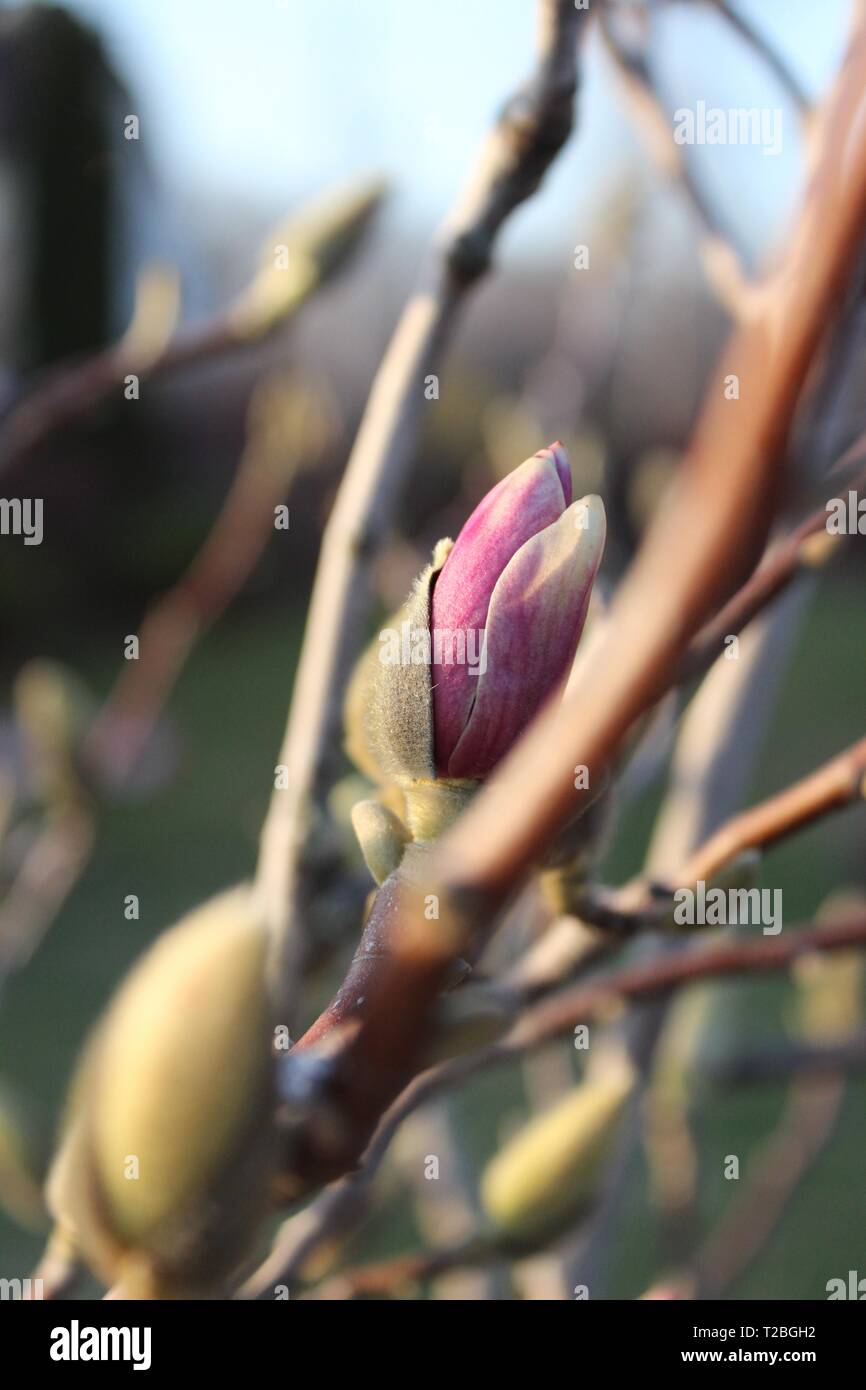 Tender flower. Garden tree. Spring blossoming flower Stock Photo - Alamy