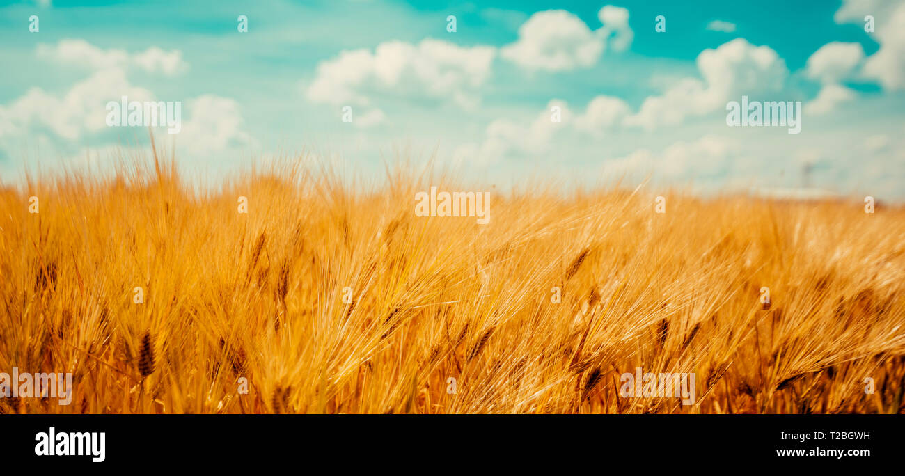 Harvest ready ripe barley crop field with beautiful summer sky with ...