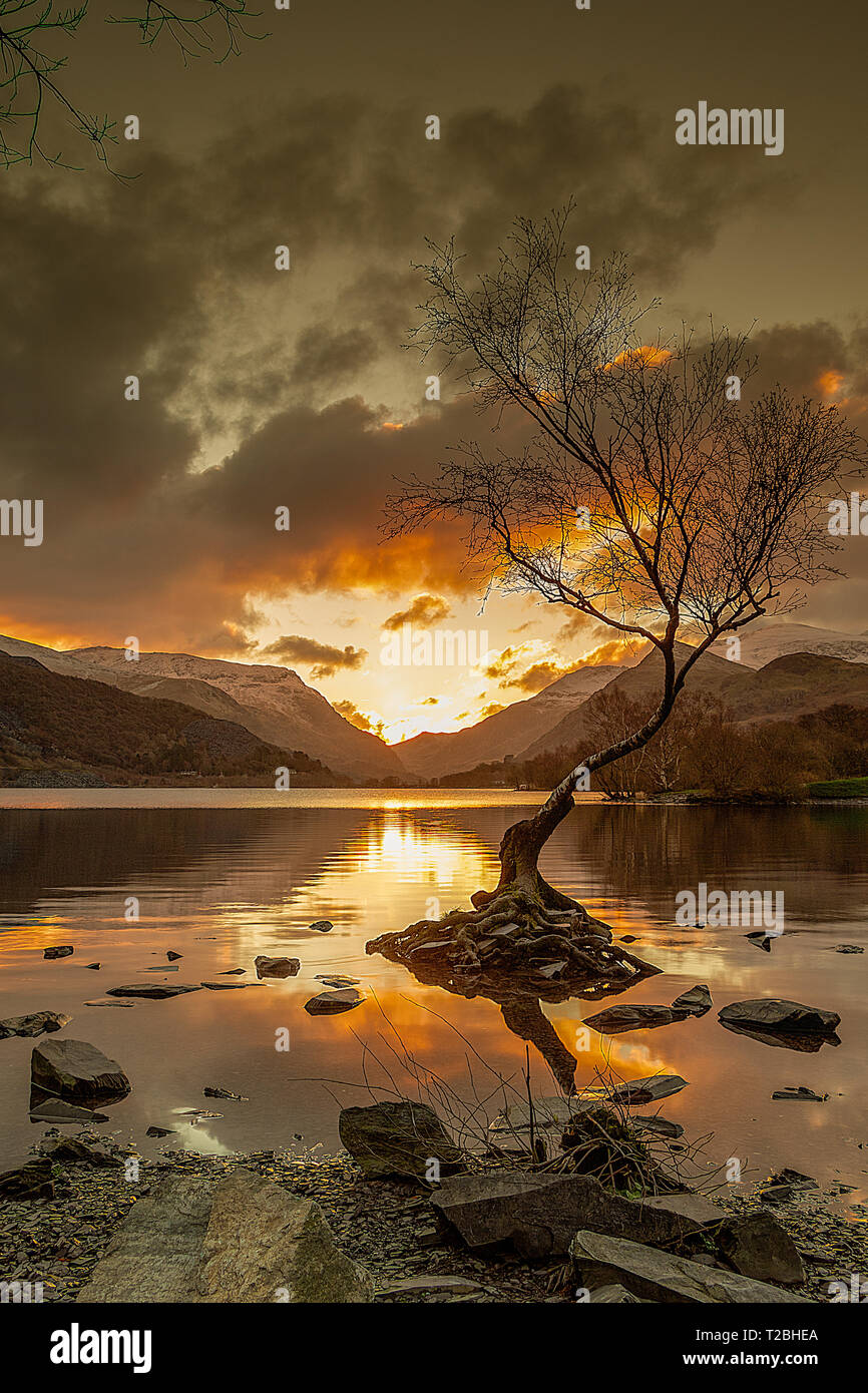 The lonely tree Stock Photo - Alamy