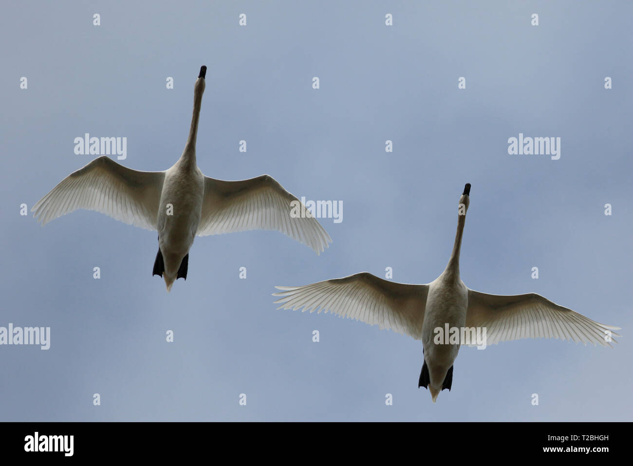 Mute Swans in flight Stock Photo - Alamy
