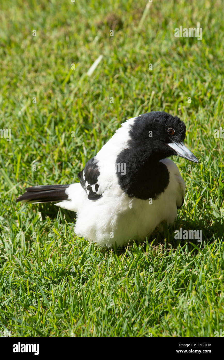 Pied butcher bird hi-res stock photography and images - Alamy