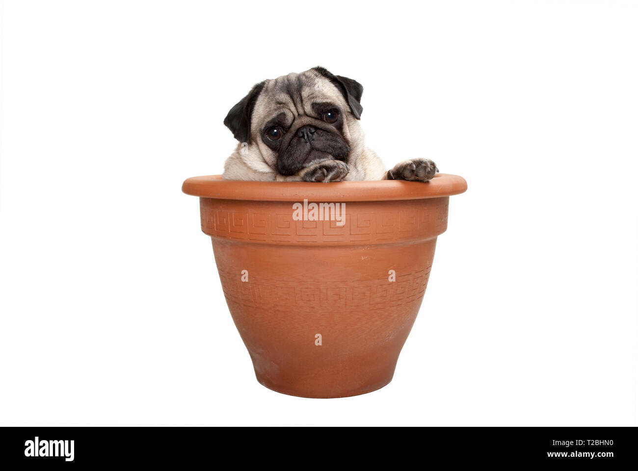 Puppy with plant pot Cut Out Stock Images & Pictures - Alamy