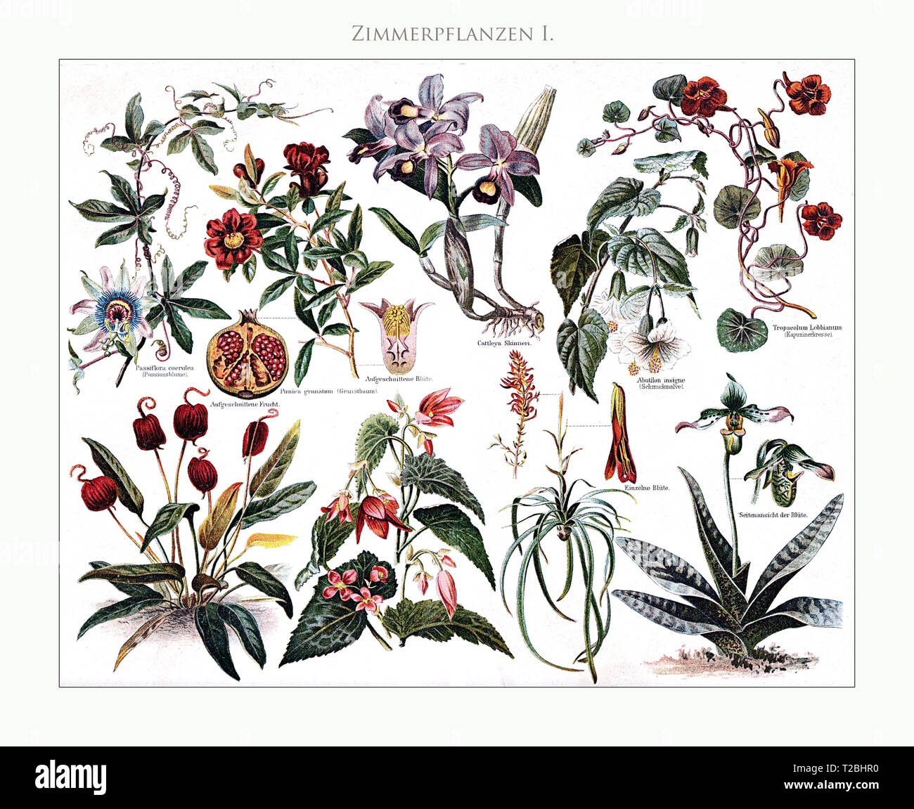 INSTANT DOWNLOAD Botanical Illustrated Title Page Floral Border Fruit ...