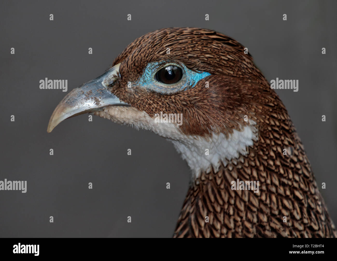Himalayan Monal female ( lophophorus impejanus Stock Photo - Alamy