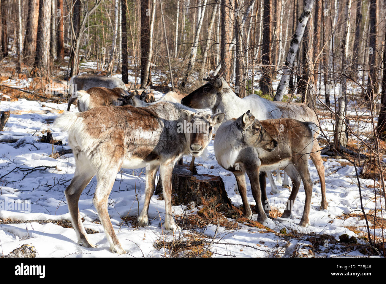 Boreal region animal hi-res stock photography and images - Alamy