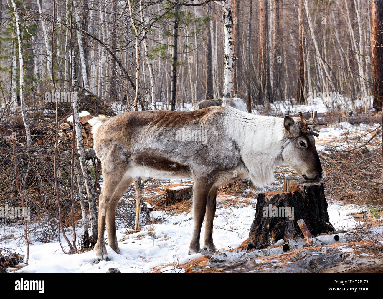 Tofalar reindeer with sawn horns. Pet in Tofalaria. Irkutsk region ...