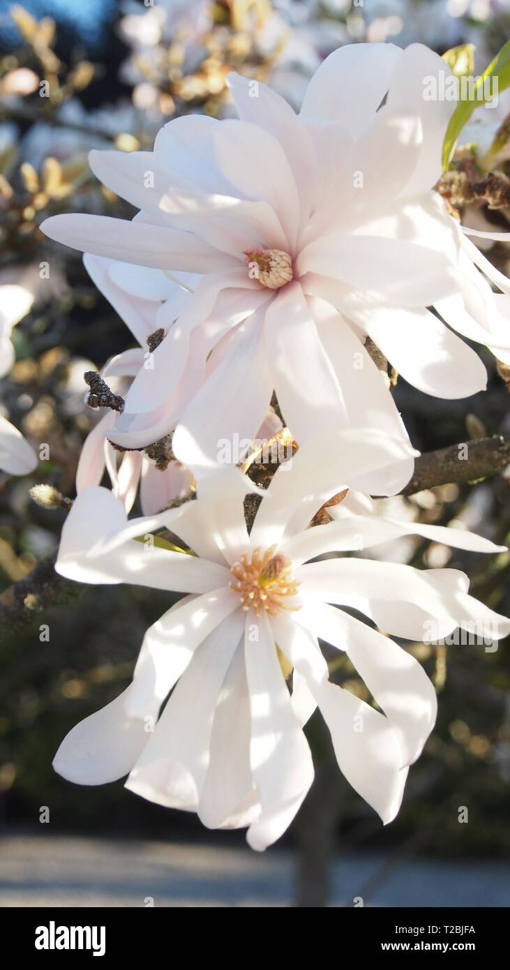 Star magnolia - Magnolia stellata Stock Photo - Alamy