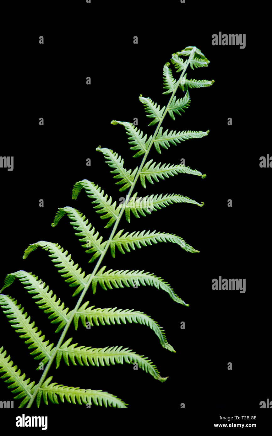 Our lady of angles hi-res stock photography and images - Alamy