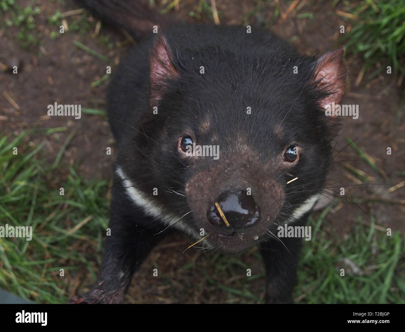 Devil tasmania hi-res stock photography and images - Alamy
