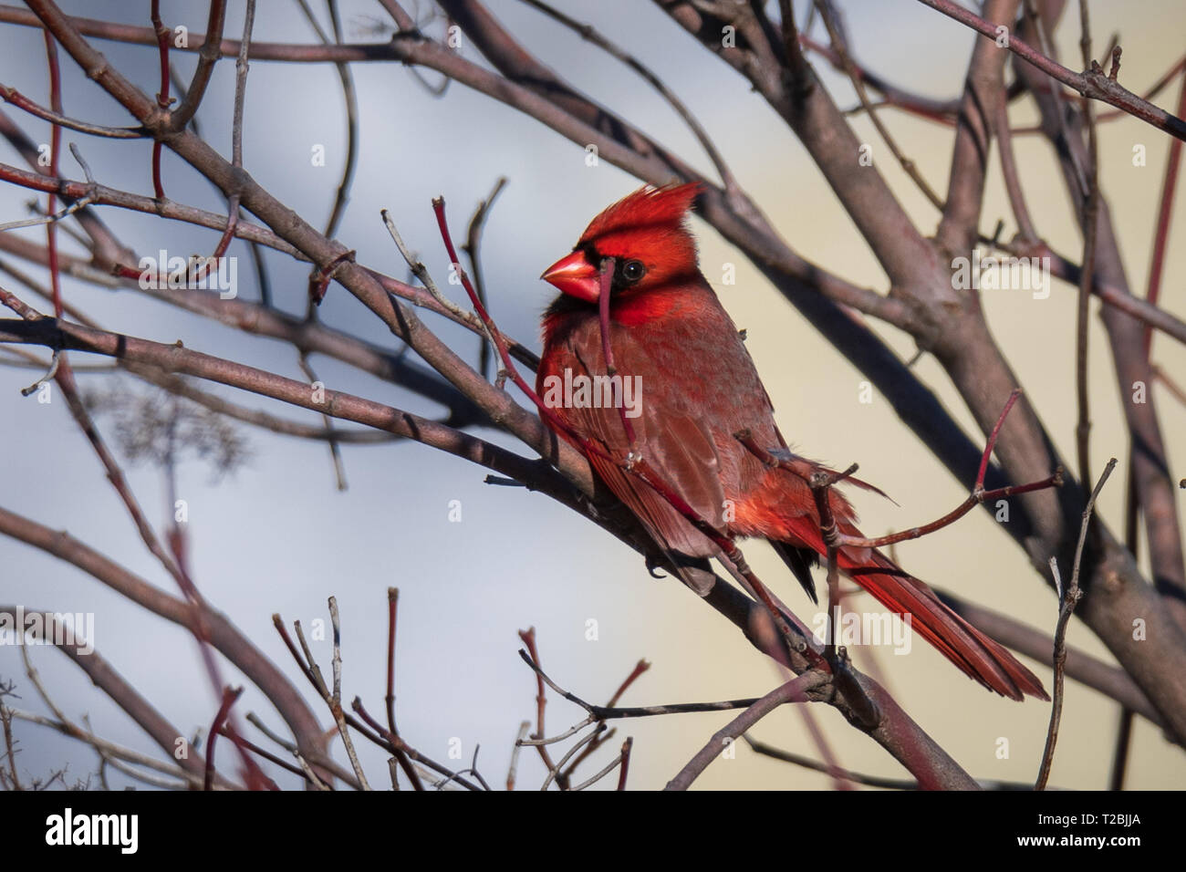 Tail identification hi-res stock photography and images - Alamy