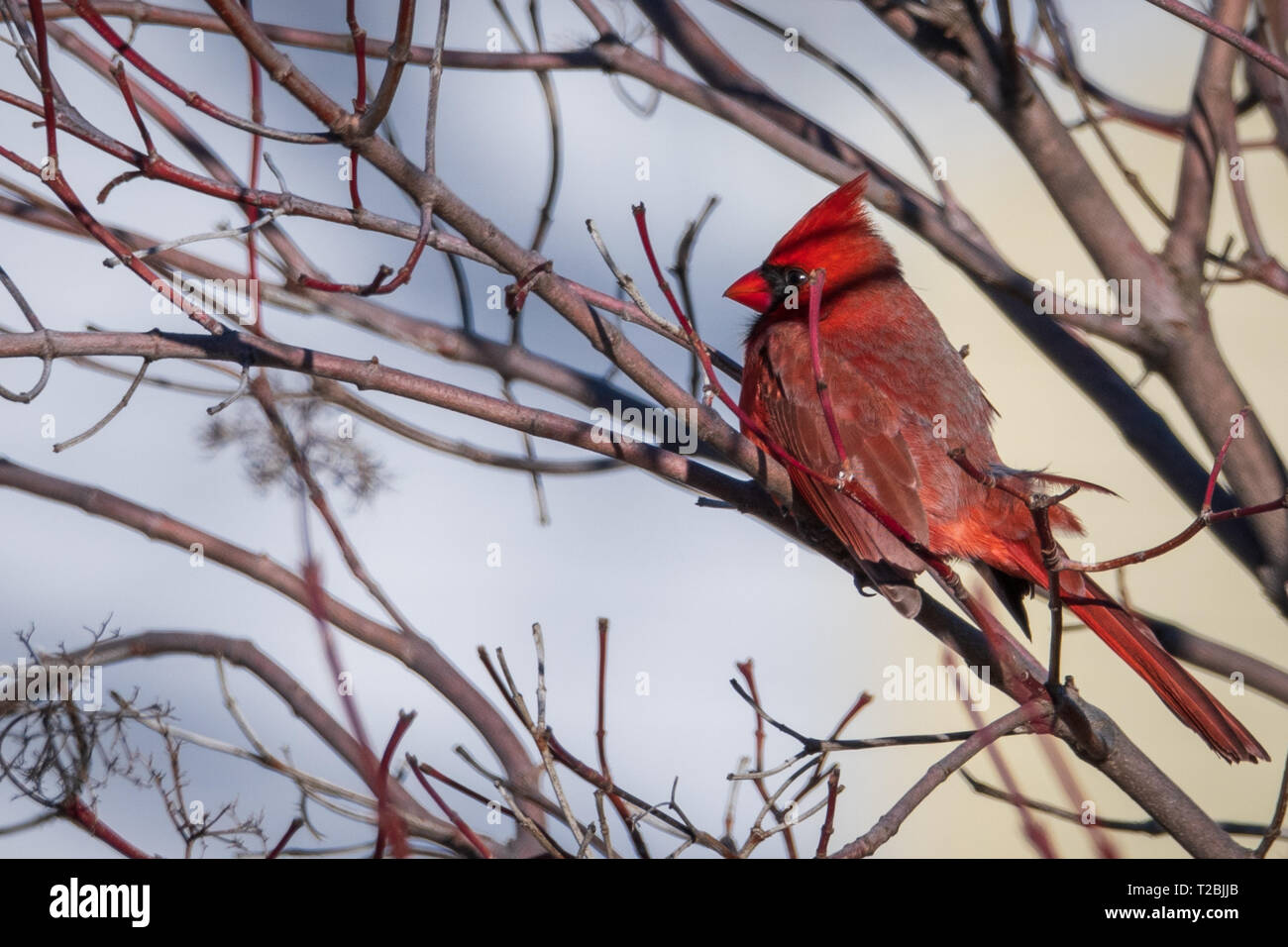Tail identification hi-res stock photography and images - Alamy