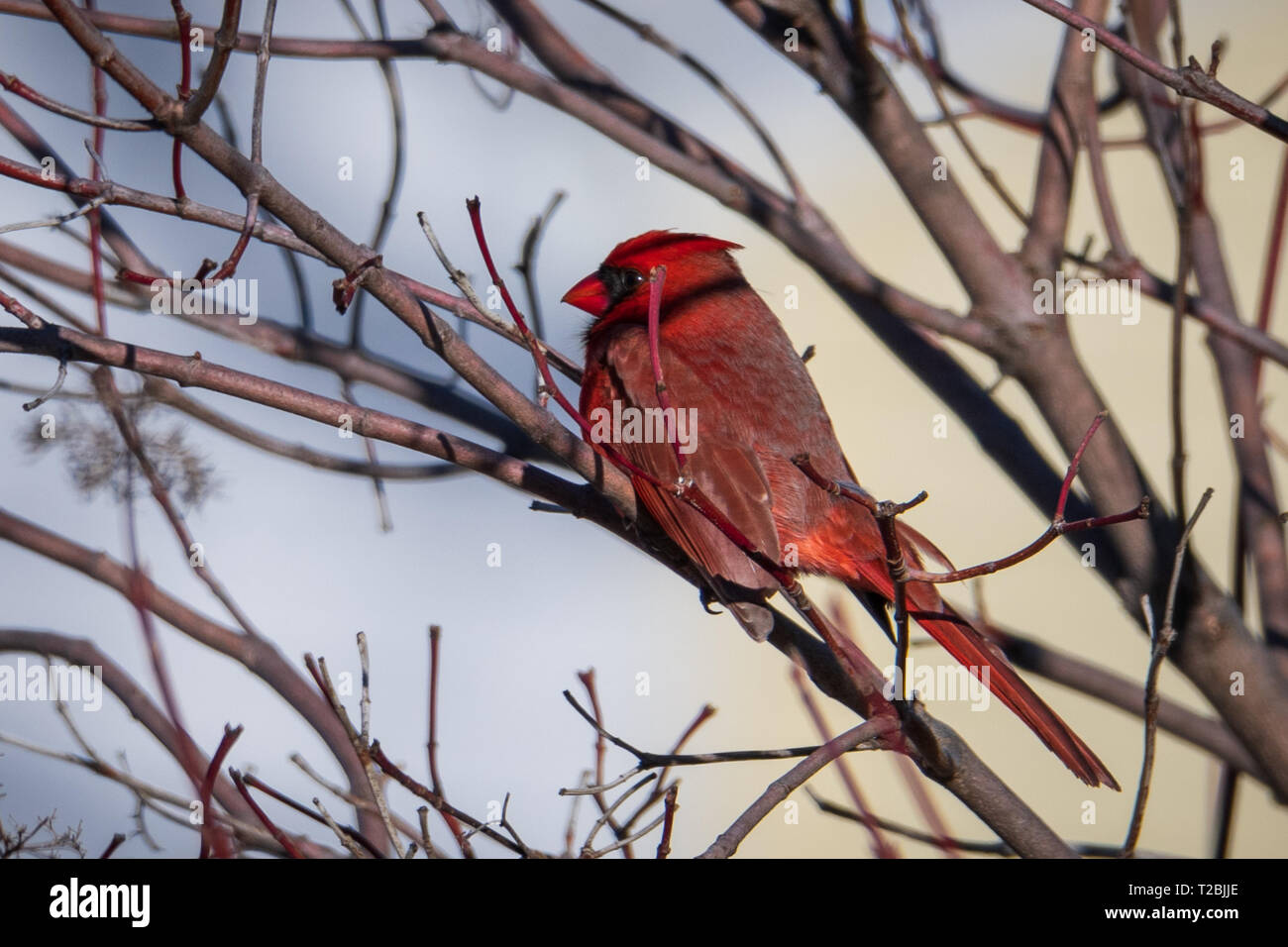 Cardinal resting hi-res stock photography and images - Alamy