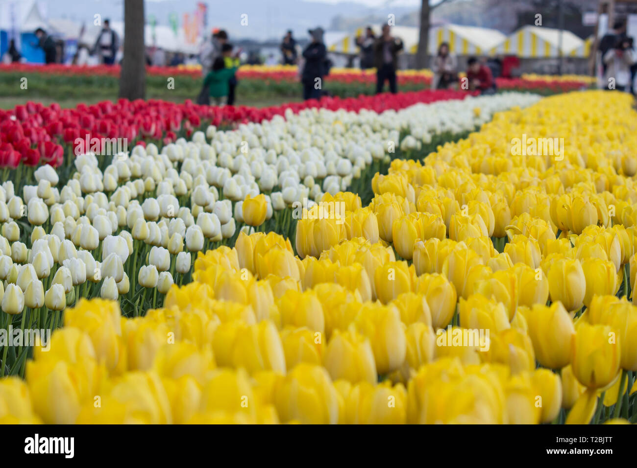 Different colors of tulip flowers in a beautiful garden Stock Photo - Alamy