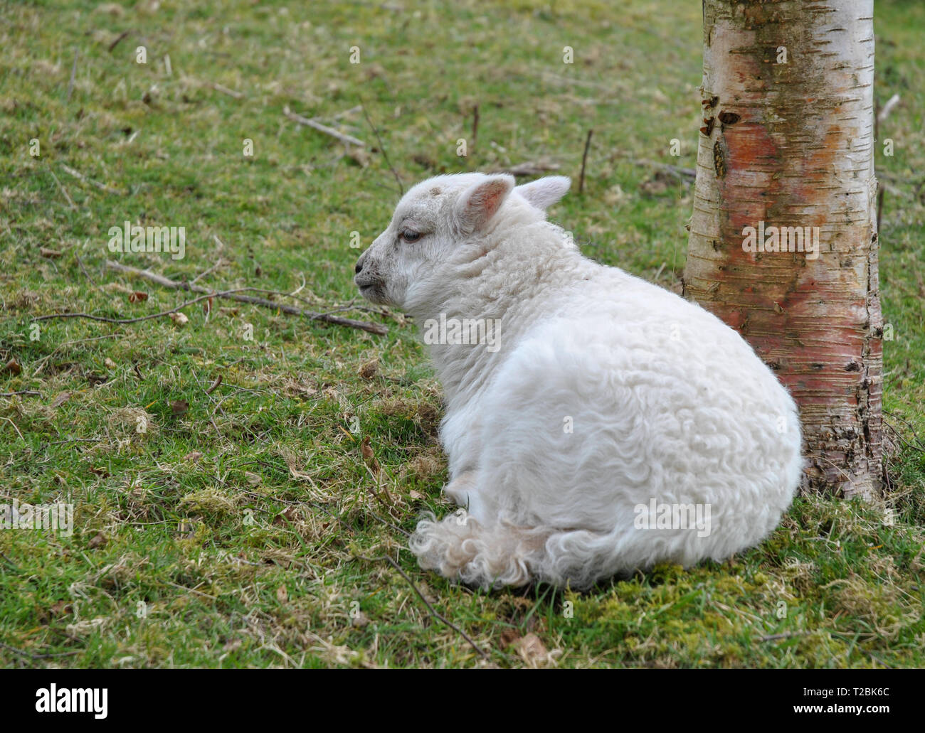 A spring lamb resting against a tree Stock Photo - Alamy