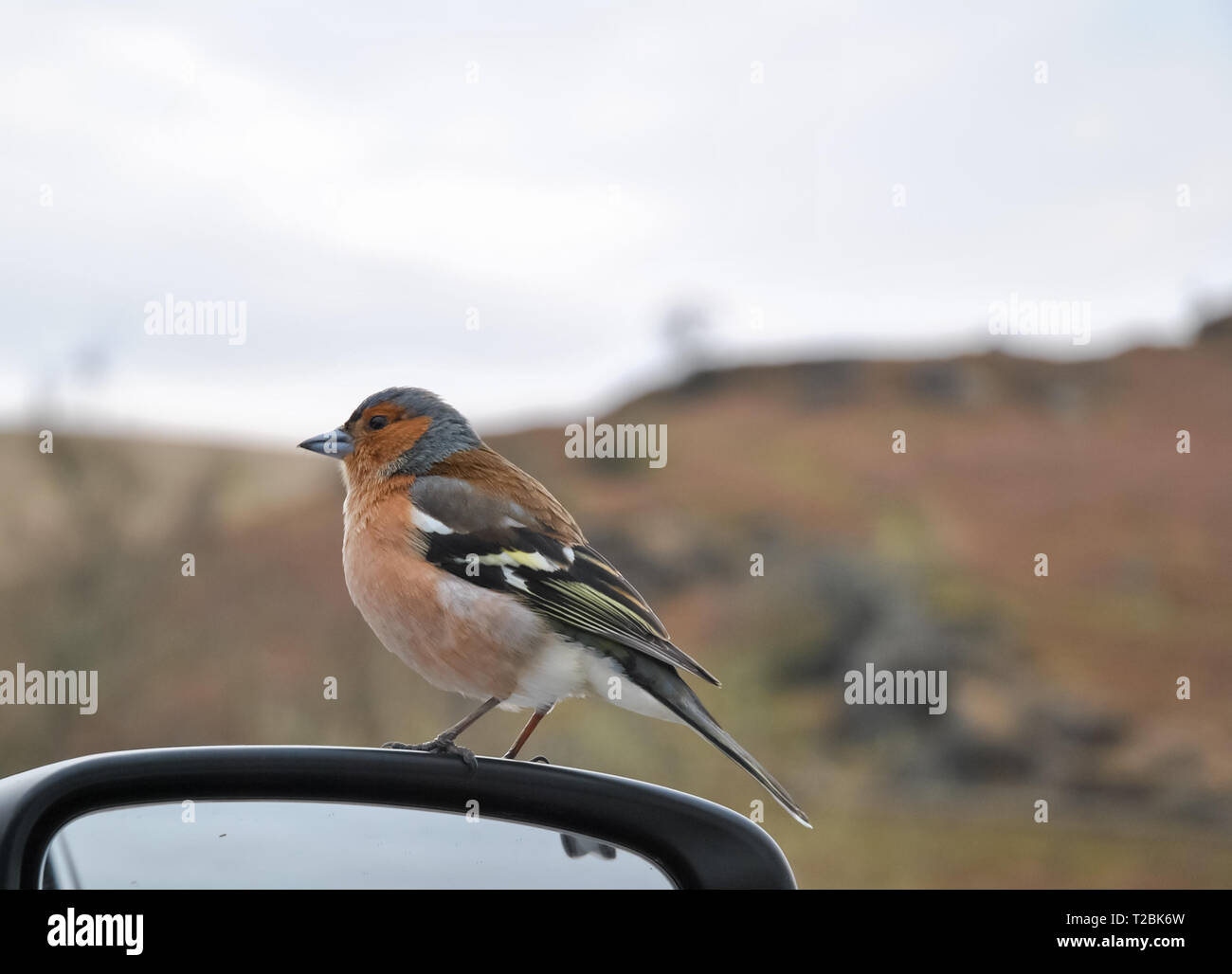 Chaffinch wing hi-res stock photography and images - Alamy
