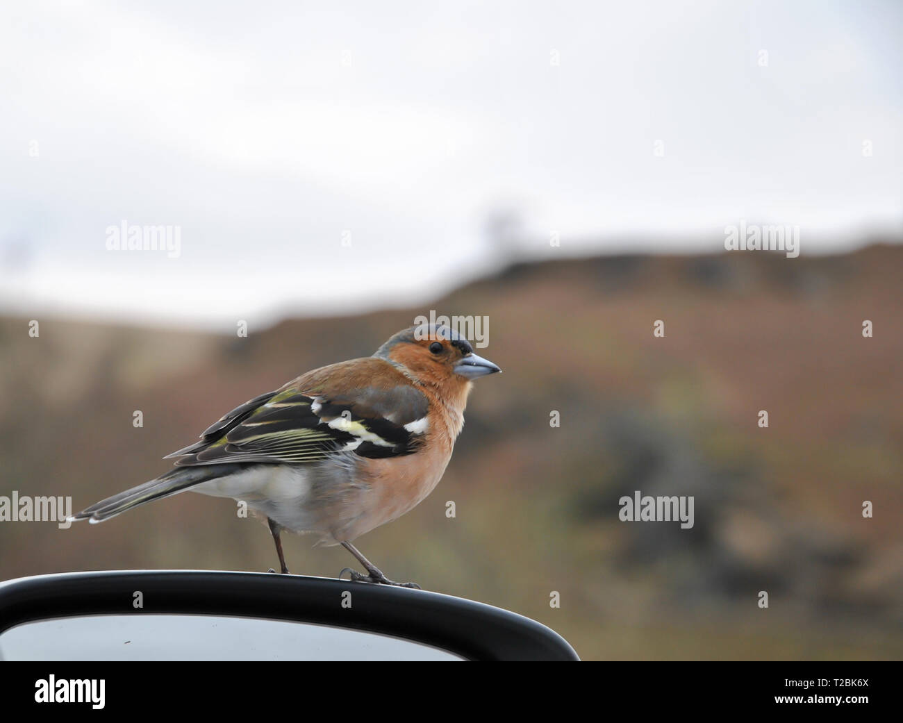 Chaffinch wing hi-res stock photography and images - Alamy