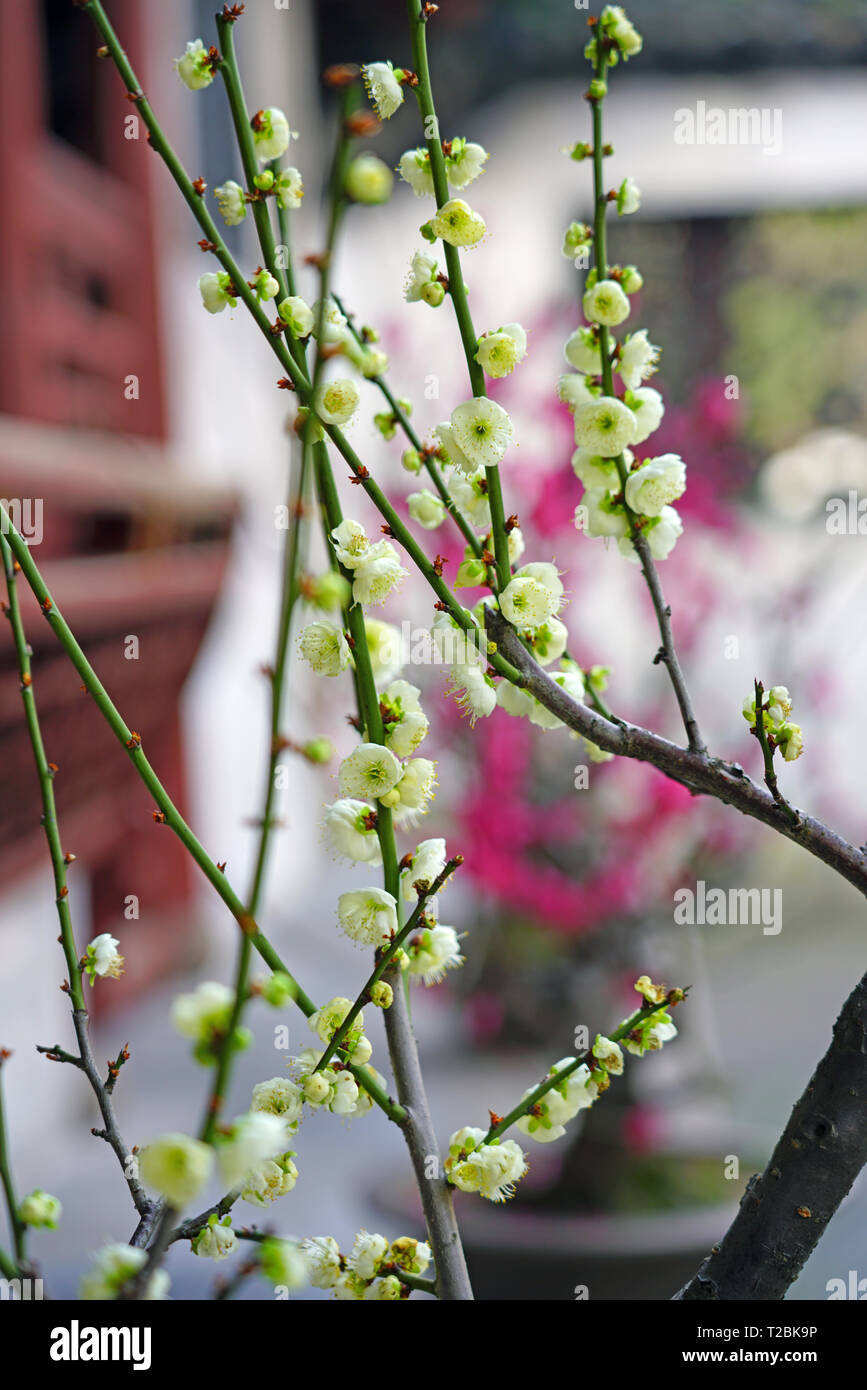 White flower blooms of the Japanese ume apricot tree, prunus mume Stock ...