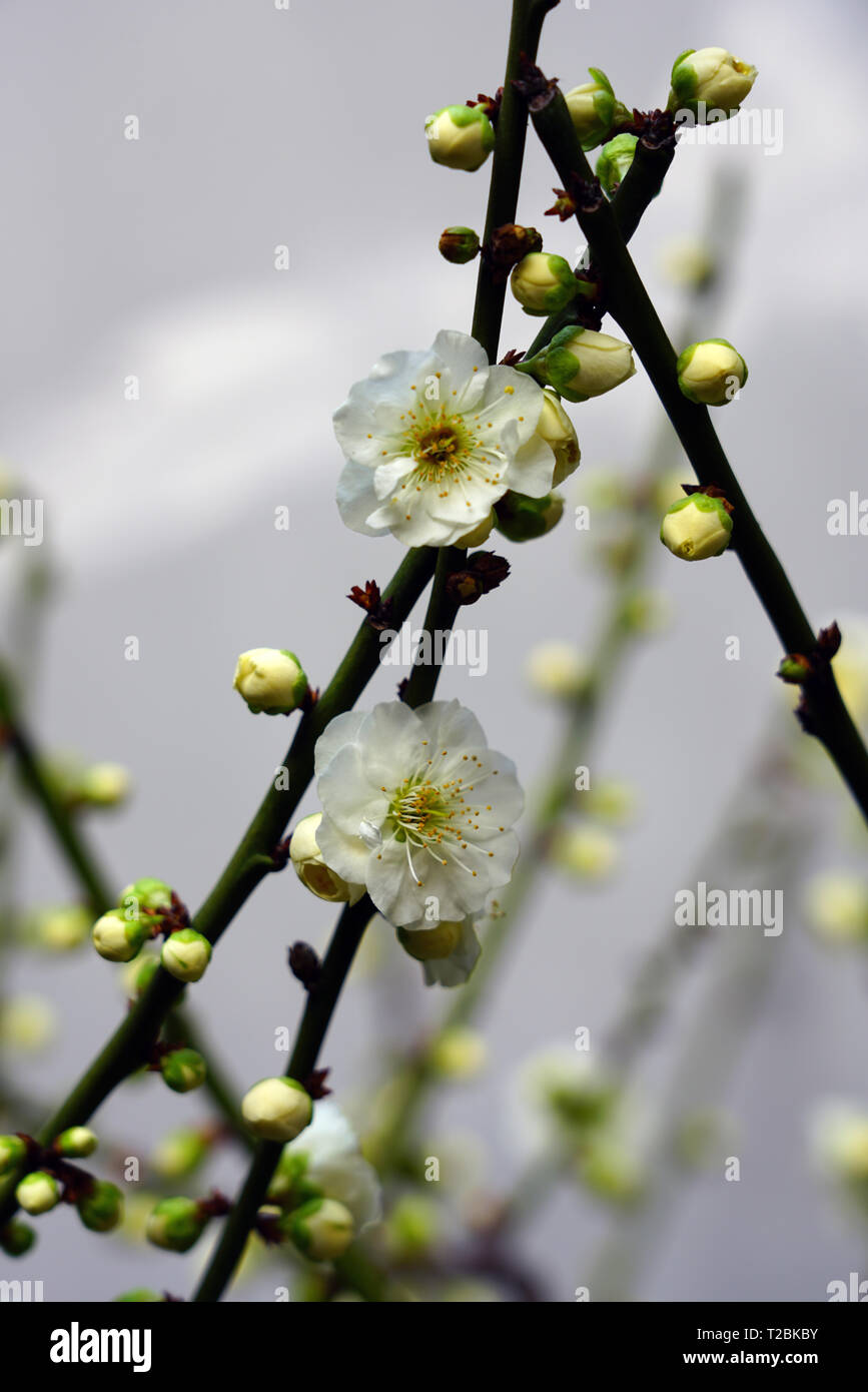 White flower blooms of the Japanese ume apricot tree, prunus mume Stock ...