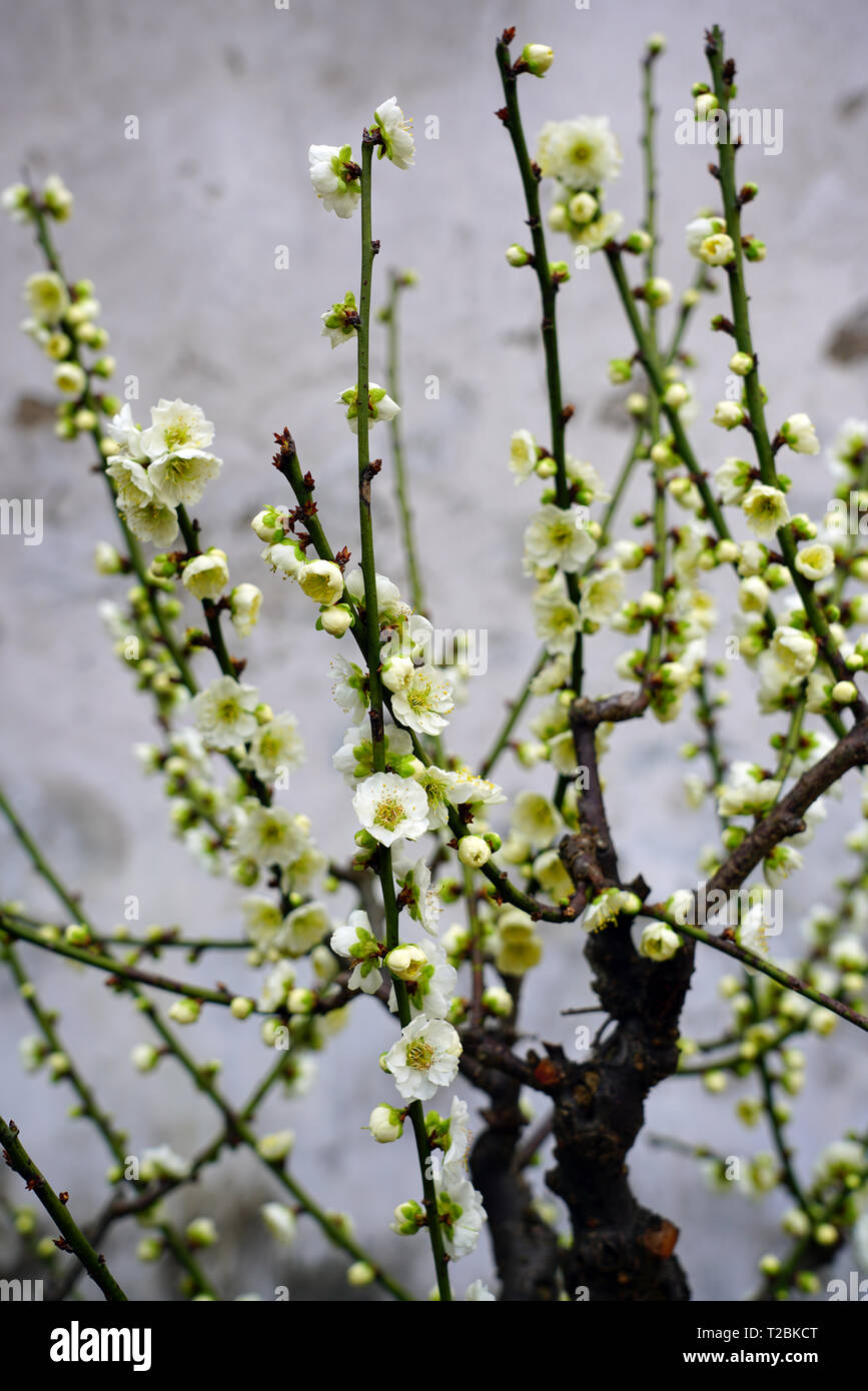 White flower blooms of the Japanese ume apricot tree, prunus mume Stock ...